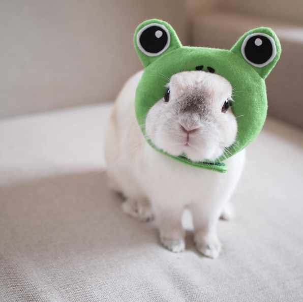 戴上各種造型帽變身小青蛙兔、小畫家兔，百變兔Toro的時尚帽帽秀！ | toronouchi、instagram、Toro、萌、兔 | 生活 ...