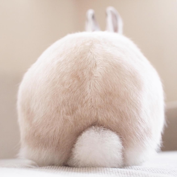 戴上各種造型帽變身小青蛙兔、小畫家兔，百變兔Toro的時尚帽帽秀！ | toronouchi、instagram、Toro、萌、兔 | 生活 ...