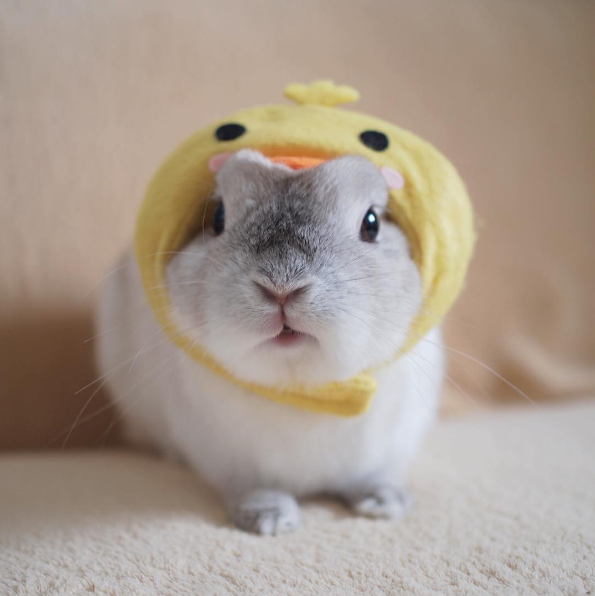 戴上各種造型帽變身小青蛙兔、小畫家兔，百變兔Toro的時尚帽帽秀！ | toronouchi、instagram、Toro、萌、兔 | 生活 ...