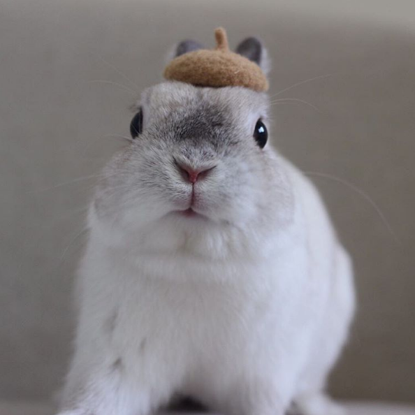 戴上各種造型帽變身小青蛙兔、小畫家兔，百變兔Toro的時尚帽帽秀！ | toronouchi、instagram、Toro、萌、兔 | 生活 ...