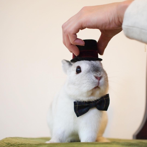 戴上各種造型帽變身小青蛙兔、小畫家兔，百變兔Toro的時尚帽帽秀！ | toronouchi、instagram、Toro、萌、兔 | 生活 ...