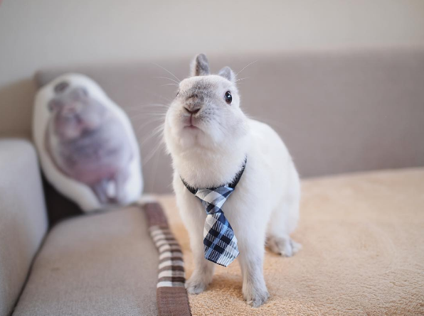 戴上各種造型帽變身小青蛙兔、小畫家兔，百變兔Toro的時尚帽帽秀！ | toronouchi、instagram、Toro、萌、兔 | 生活 ...