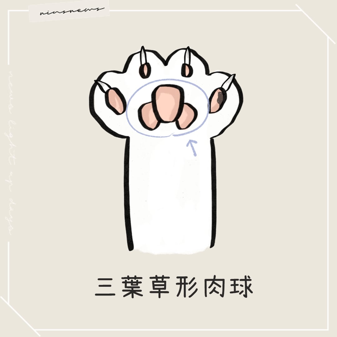 肉球和性格有關？6大「貓咪肉球形狀」個性分析，飯糰形小霸王、火箭形愛探險！ | 貓咪肉球、貓咪山竹、肉球形狀、個性分析、性格 | 寵物圈圈 ...